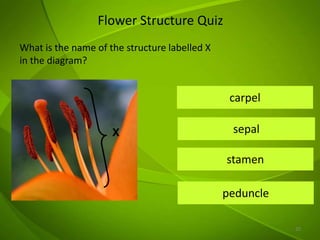 All About Plants | PPT