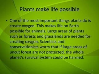 All About Plants | PPTX