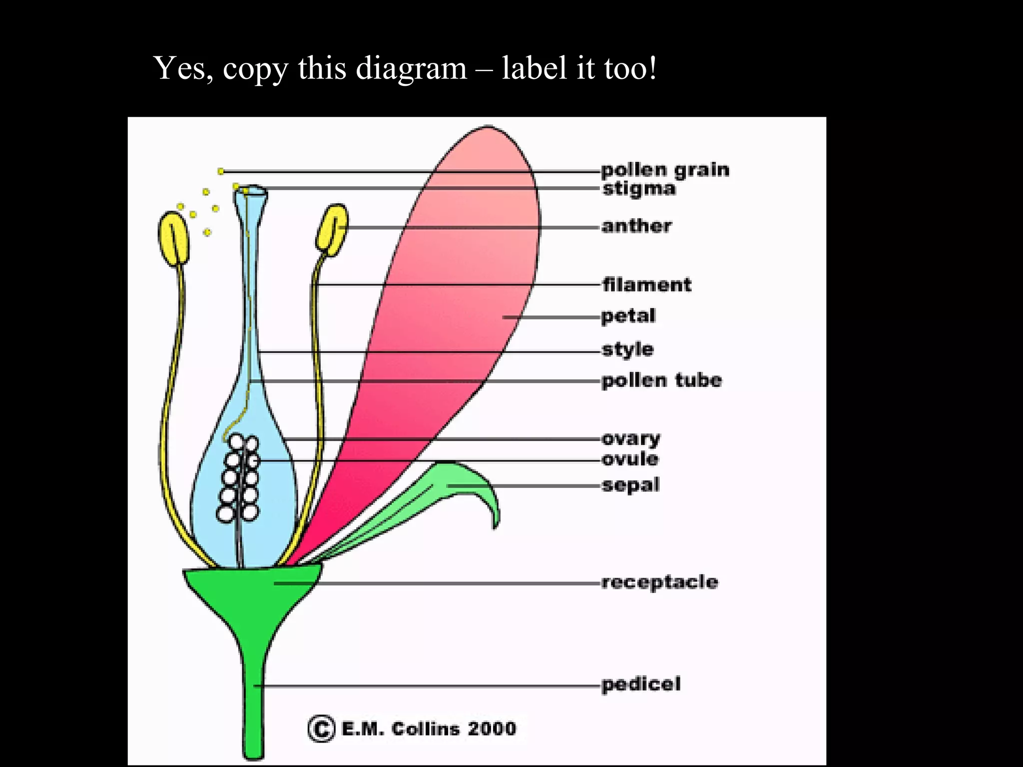 Plant Reproduction Notes | PPT