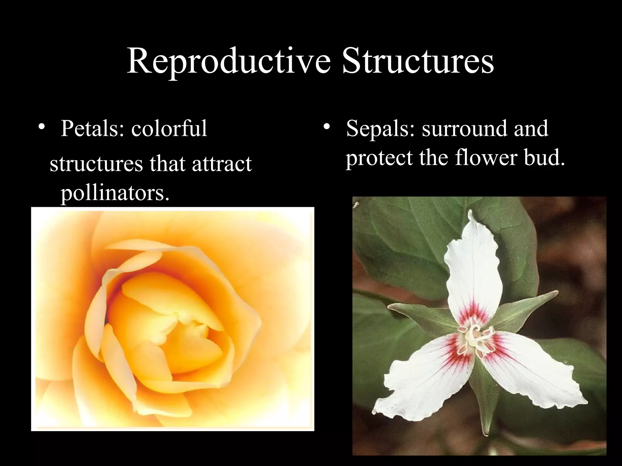 Plant Reproduction Notes | PPT