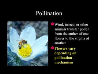 Plant Reproduction Notes | PPT
