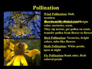 Plant Reproduction Notes | PPT