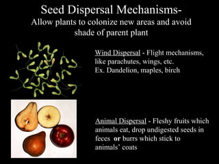 Plant Reproduction Notes | PPT