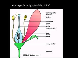 Plant Reproduction Notes | PPT
