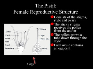 Plant Reproduction Notes | PPT