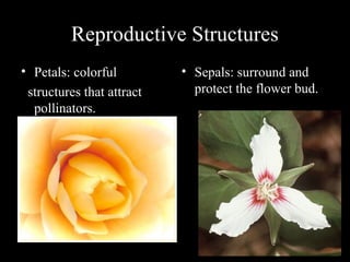 Plant Reproduction Notes | PPT