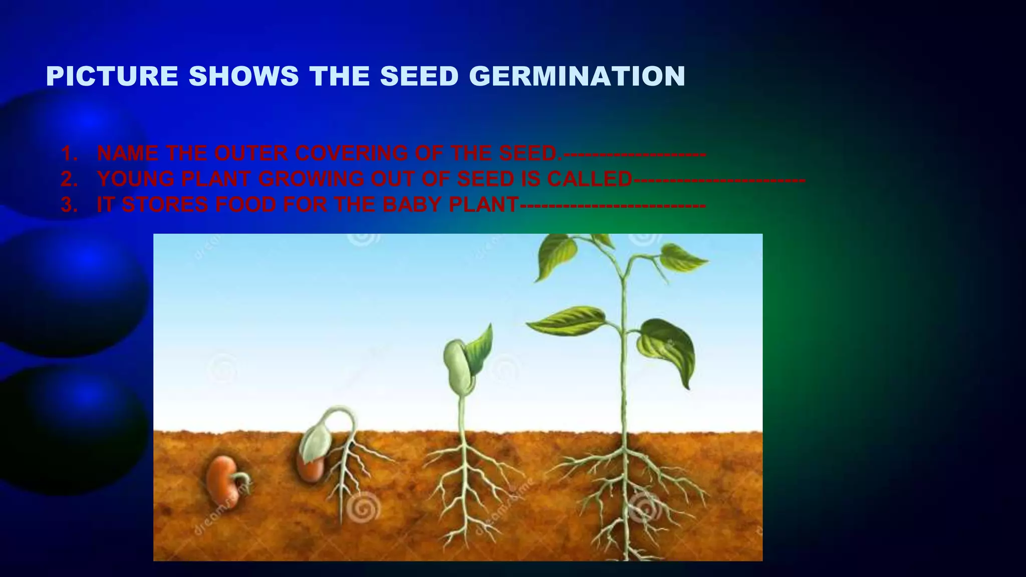 Plant reproduction( quiz) by divya kumar | PPT