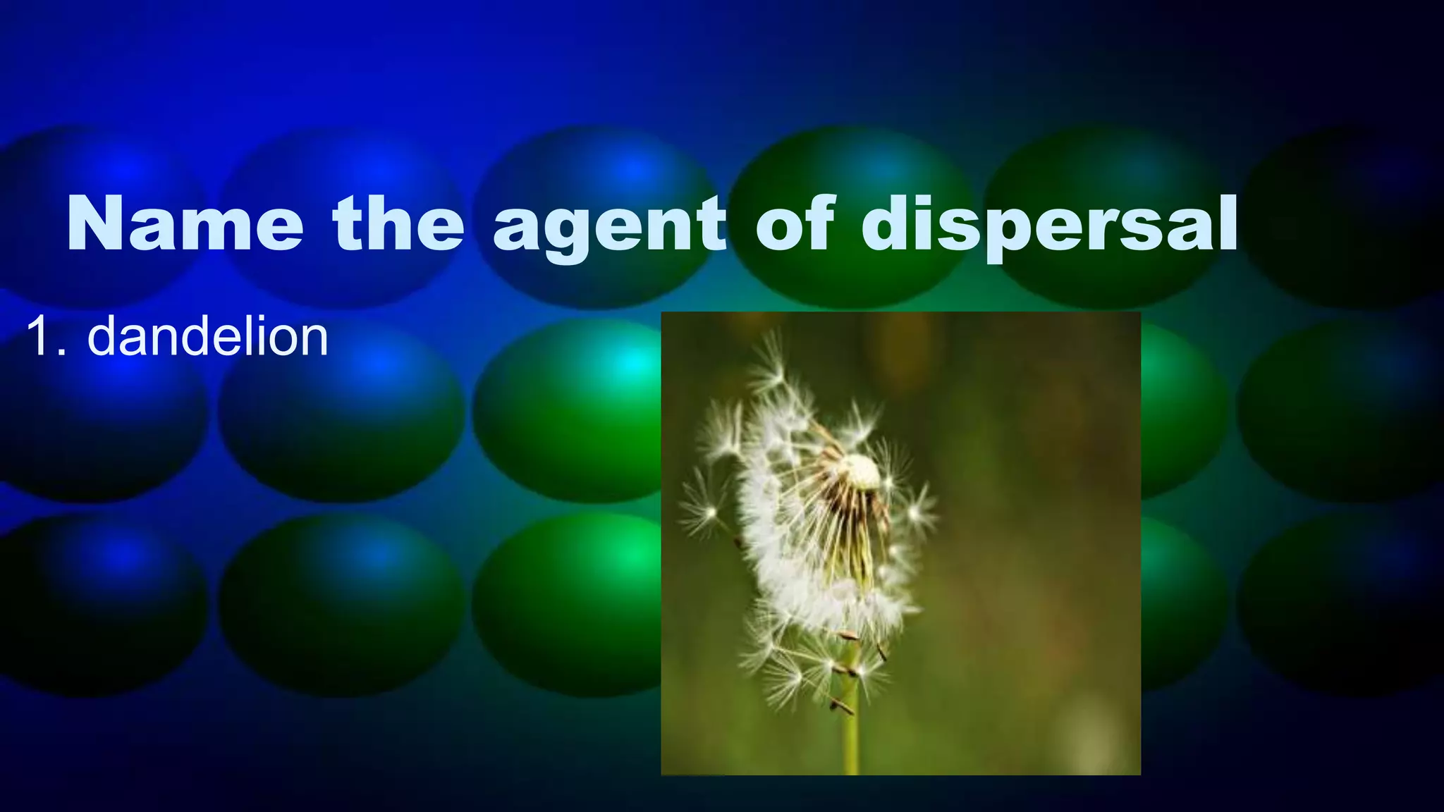 Plant reproduction( quiz) by divya kumar | PPT