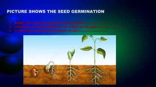 Plant reproduction( quiz) by divya kumar | PPT