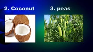 Plant reproduction( quiz) by divya kumar | PPT