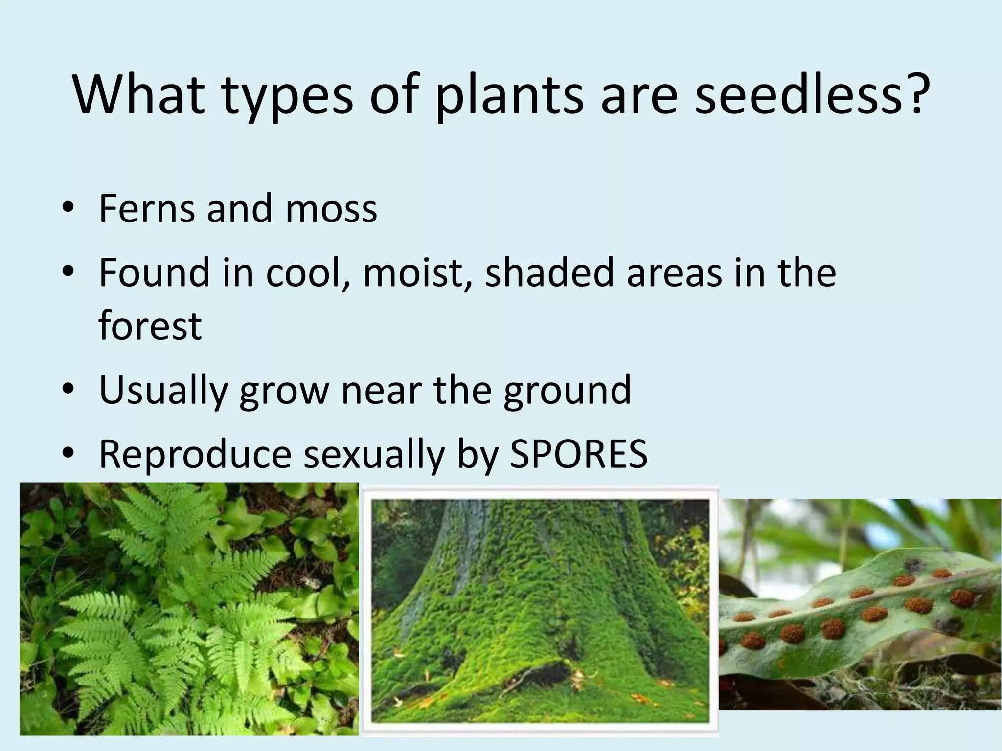 Plant reproduction seedless plants | PPTX