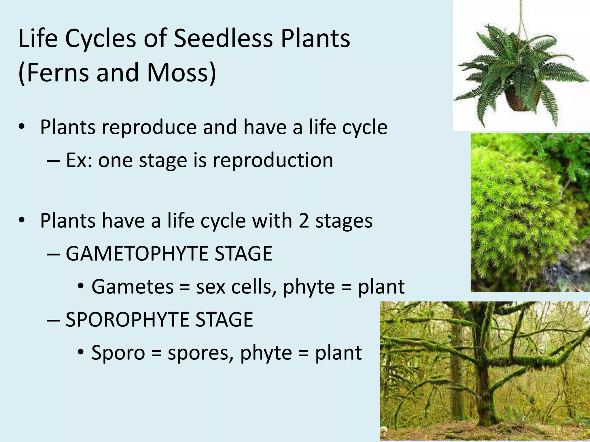 Plant reproduction seedless plants | PPTX