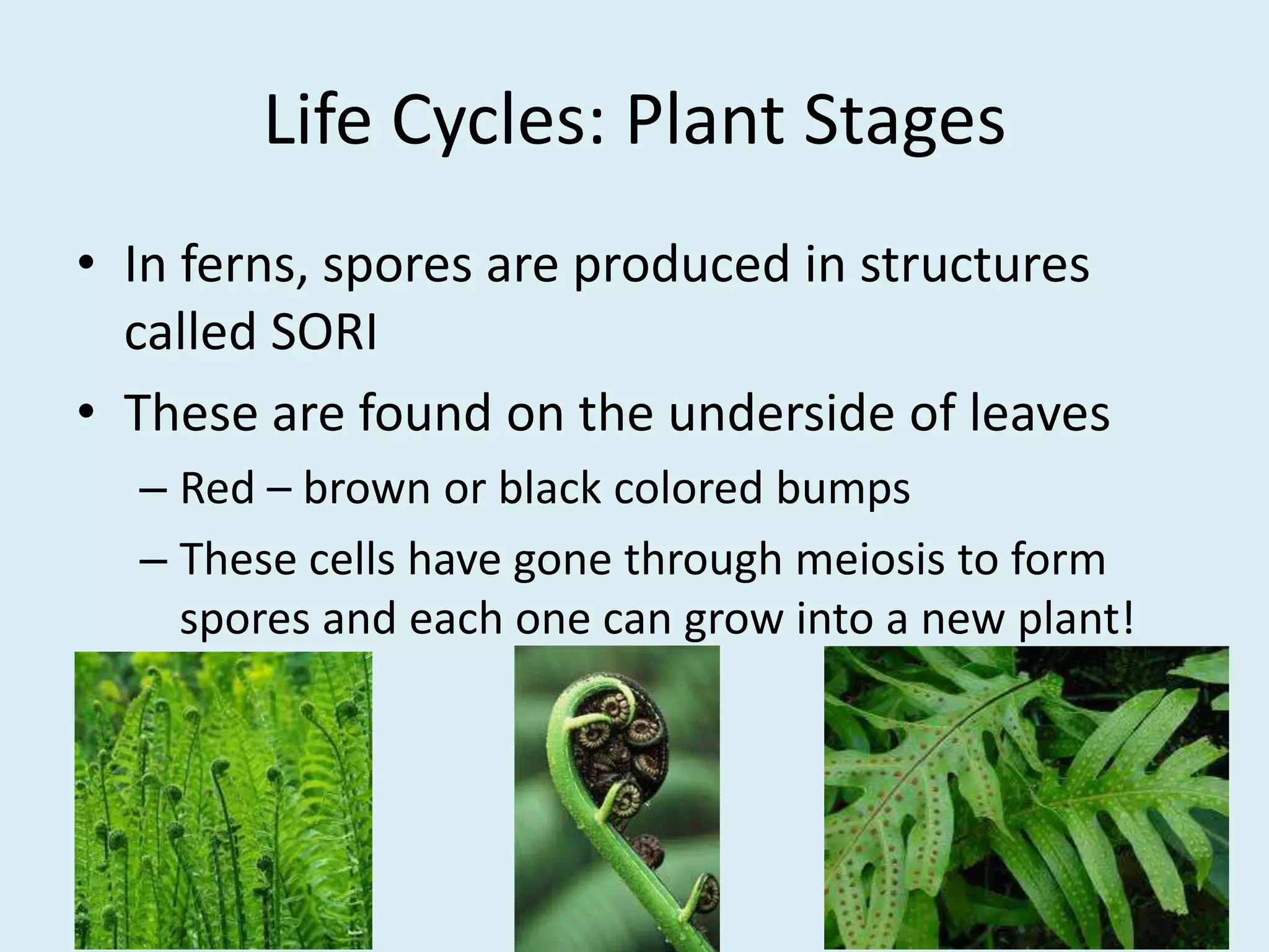 Plant reproduction seedless plants | PPTX