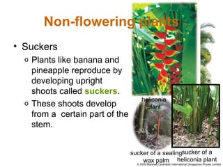 Plant reproduction with qn | PPT