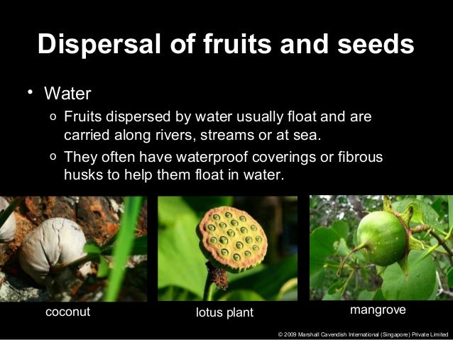 Plant reproduction with qn