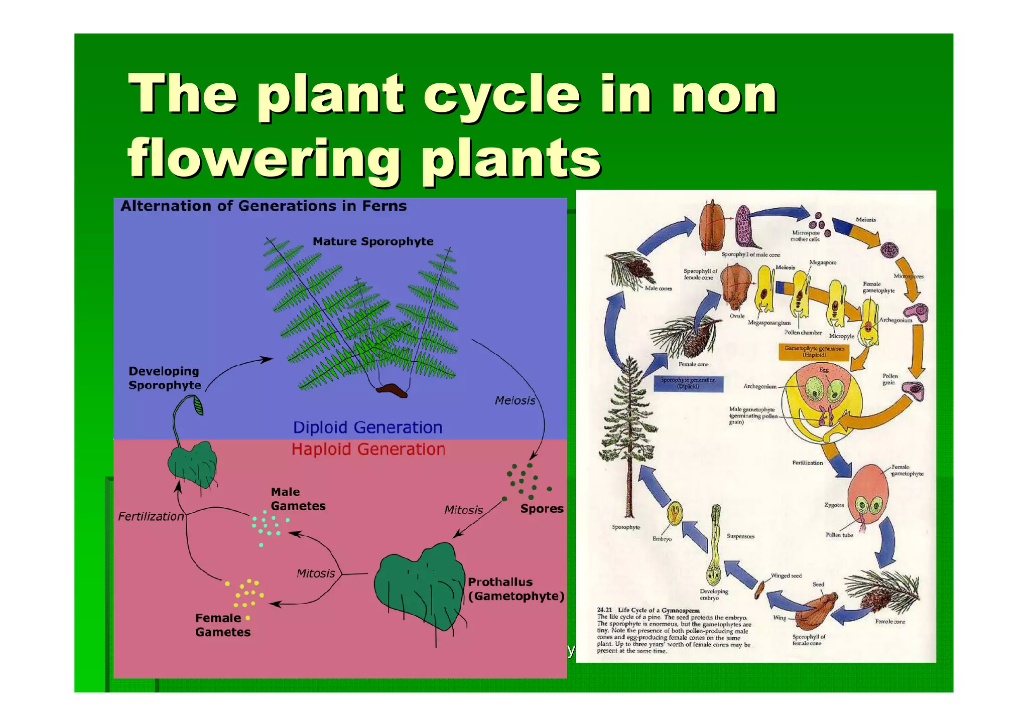 Plant reproduction | PDF