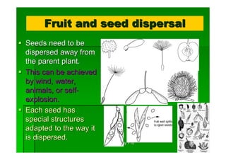 Plant reproduction | PDF