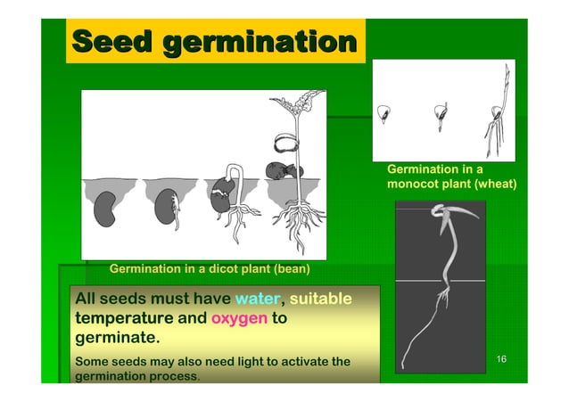 Plant reproduction | PPT