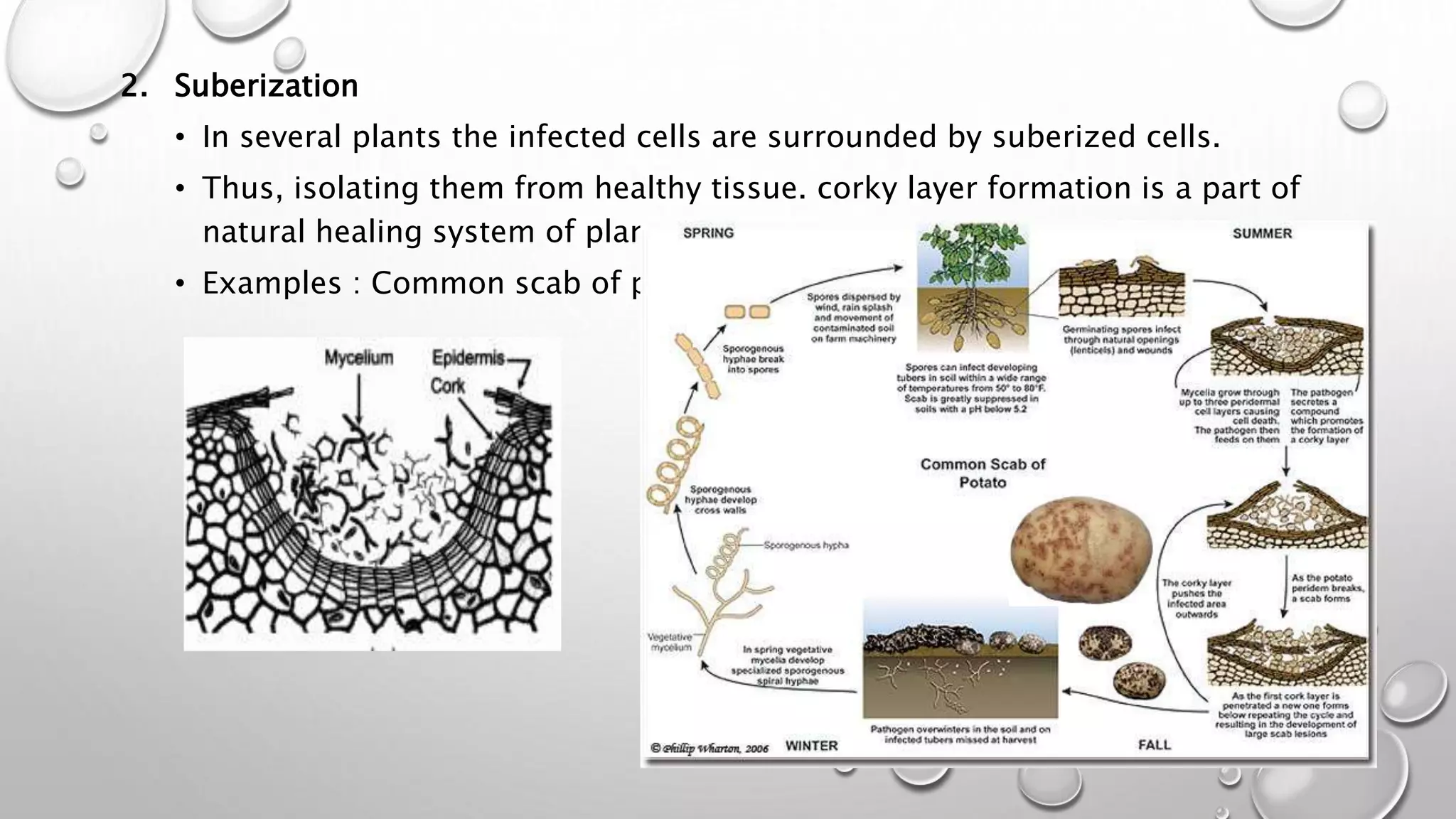 Plant resistance mechanism | PPTX