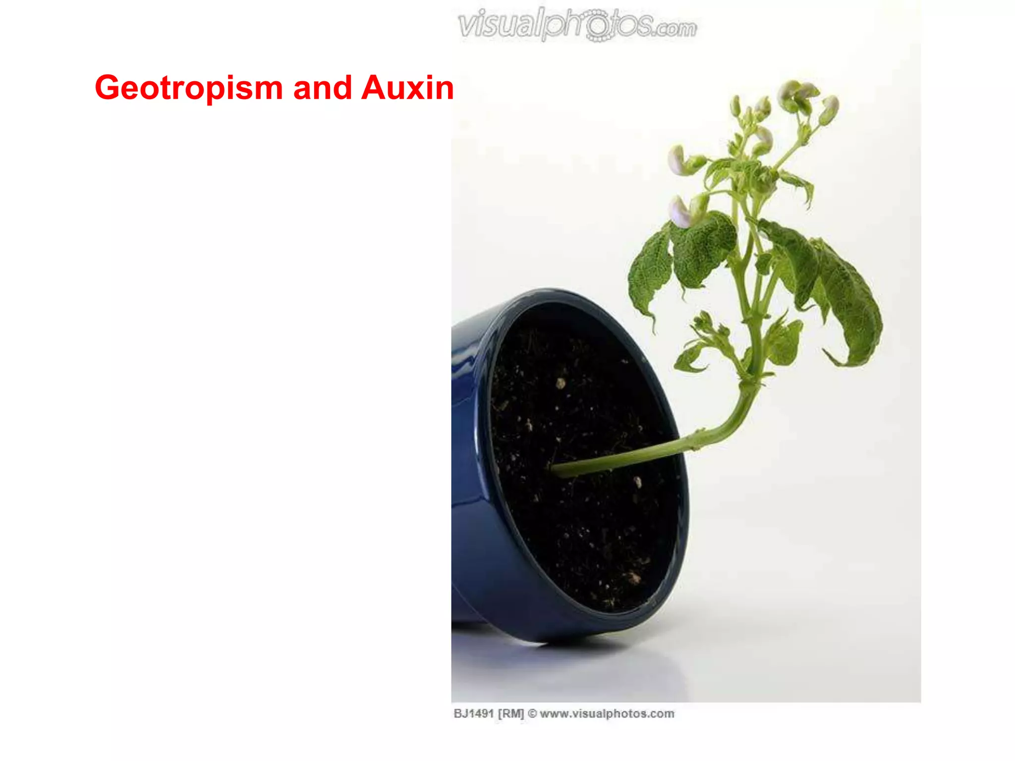 Plant responses | PPTX