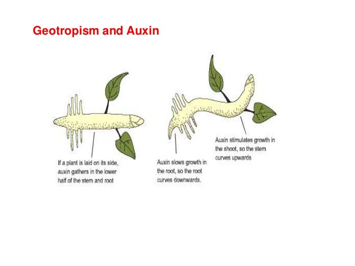 Plant responses
