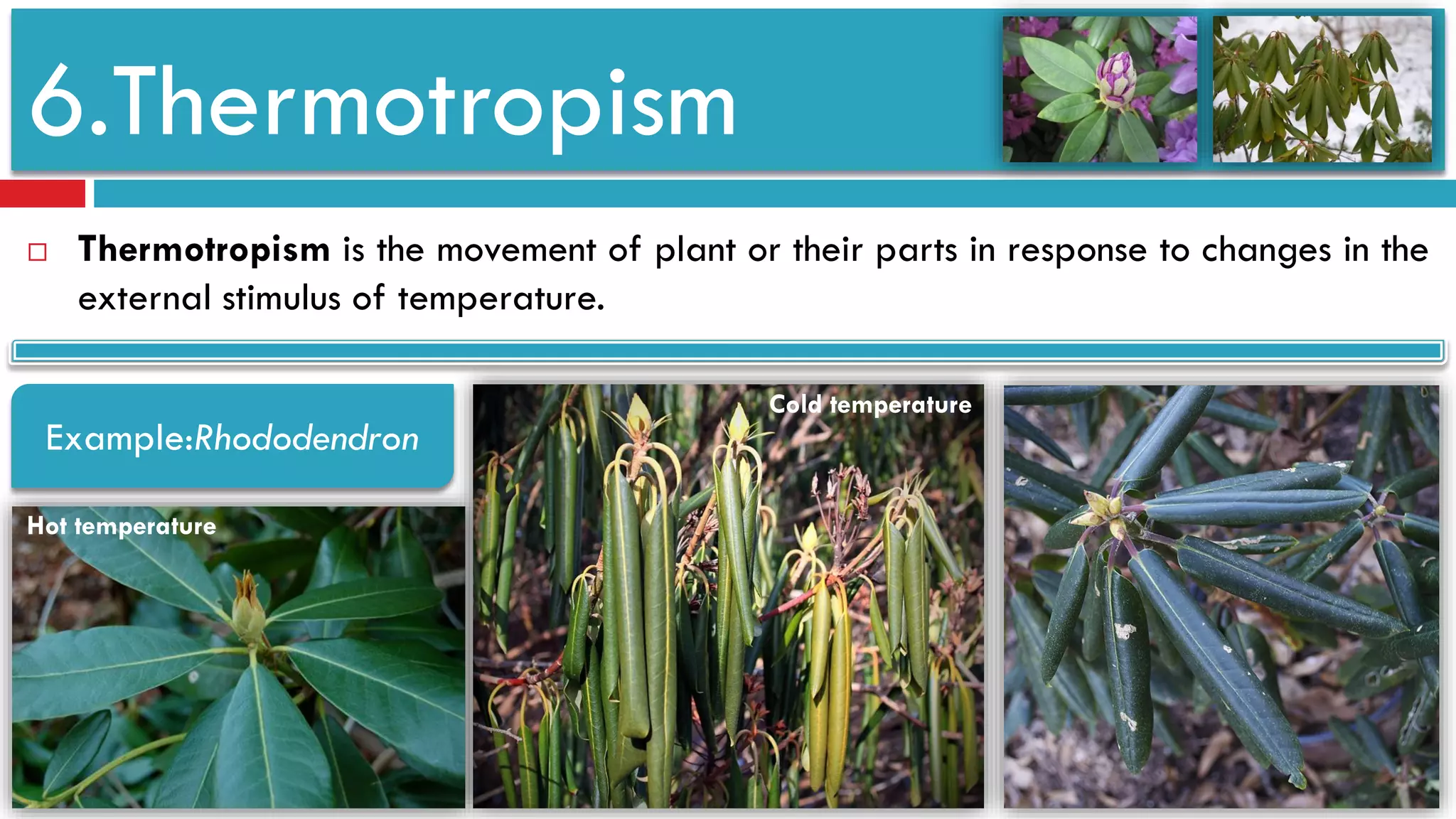 Plant responses and movements by aram omer sorkan | PDF