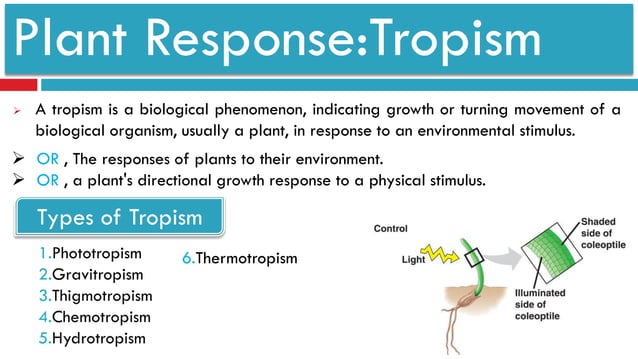Plant responses and movements by aram omer sorkan | PPT