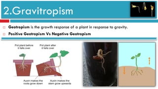 Plant responses and movements by aram omer sorkan | PDF