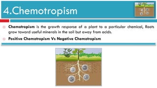 Plant responses and movements by aram omer sorkan | PDF