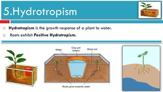 Plant responses and movements by aram omer sorkan | PDF