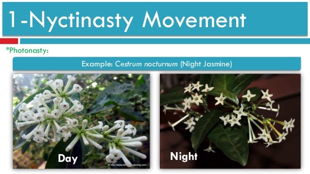 Plant responses and movements by aram omer sorkan