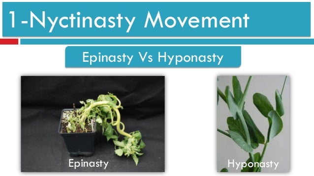 Plant responses and movements by aram omer sorkan