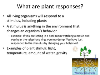 Plant responses part1 | PPTX | Biological Sciences | Science