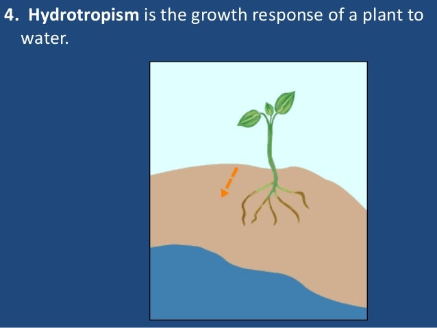 Plant responses to the environment