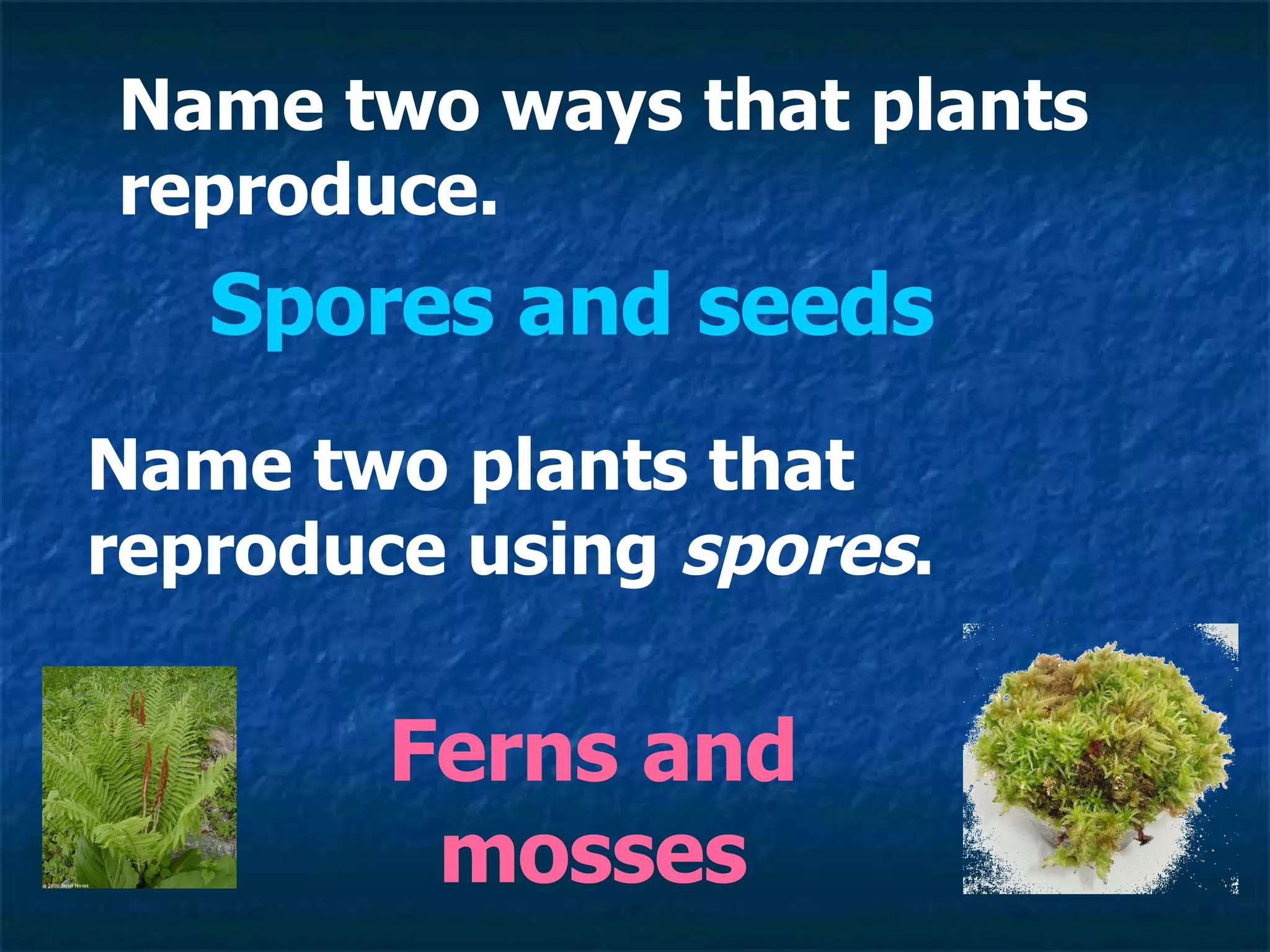 Plant Review | PPT | Reproductive Health | Diseases and Conditions