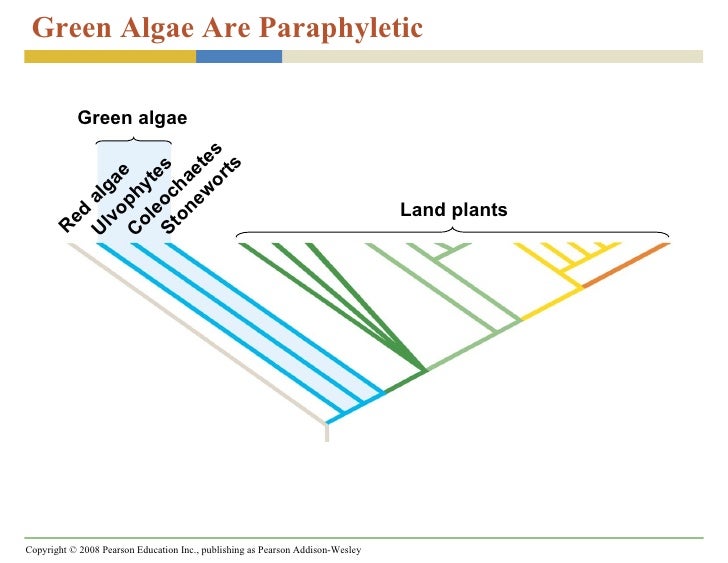 Killer Brain-Eating Plants & Their Relatives : r/algae