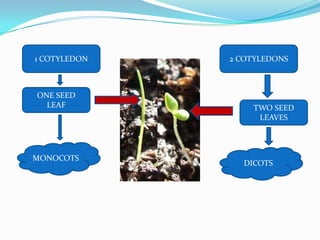 Plants | PPTX | Gardening | Home & Garden