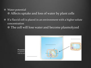 Plants | PPT