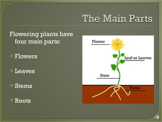 Plants | PPT