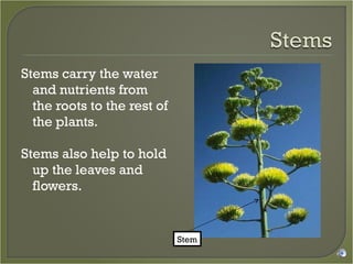Plants | PPT