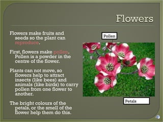 Plants | PPT