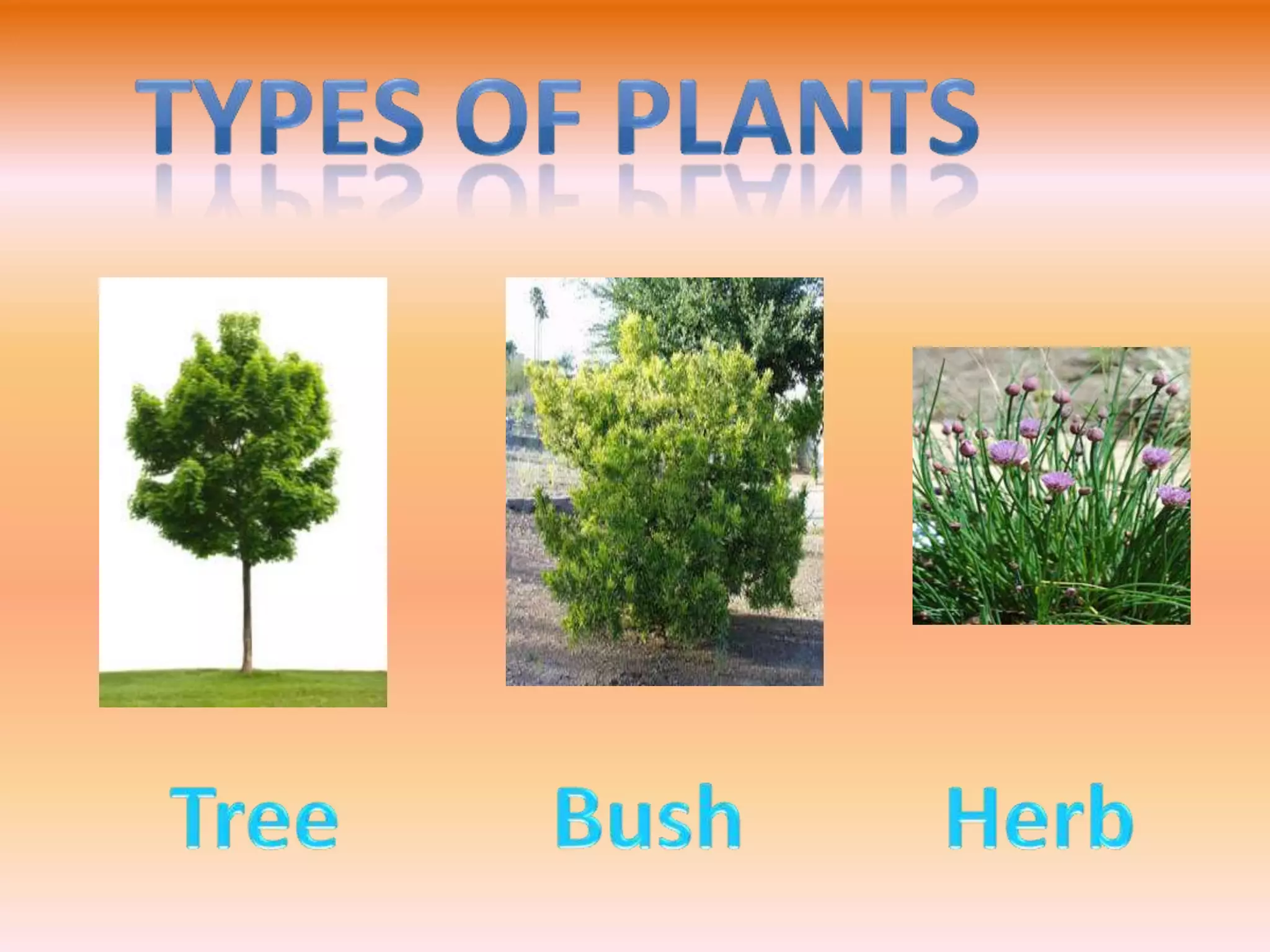 Plants | PPTX
