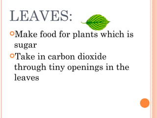 Plants | PPT
