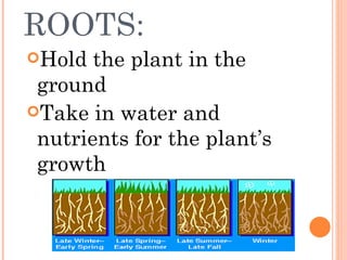 Plants | PPT