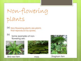 Plants | PPT