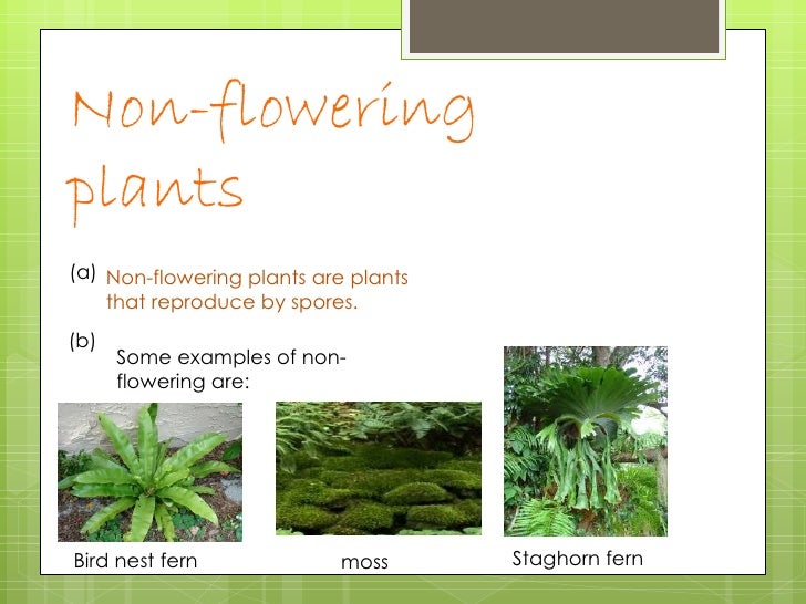 Plants Plants
