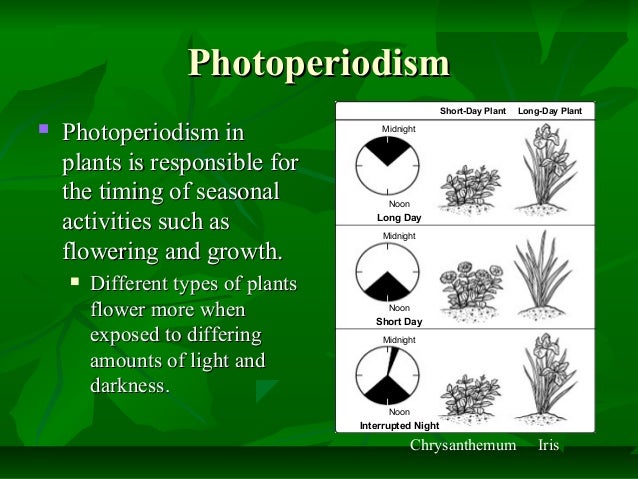 Photoperiodism In Plants