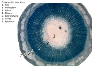 Plants | PPTX