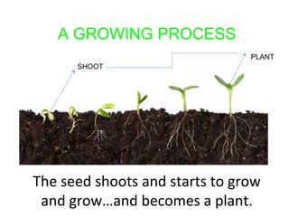 Plants | PPT