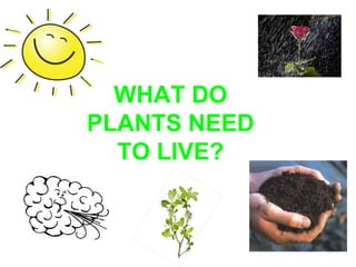 Plants | PPT